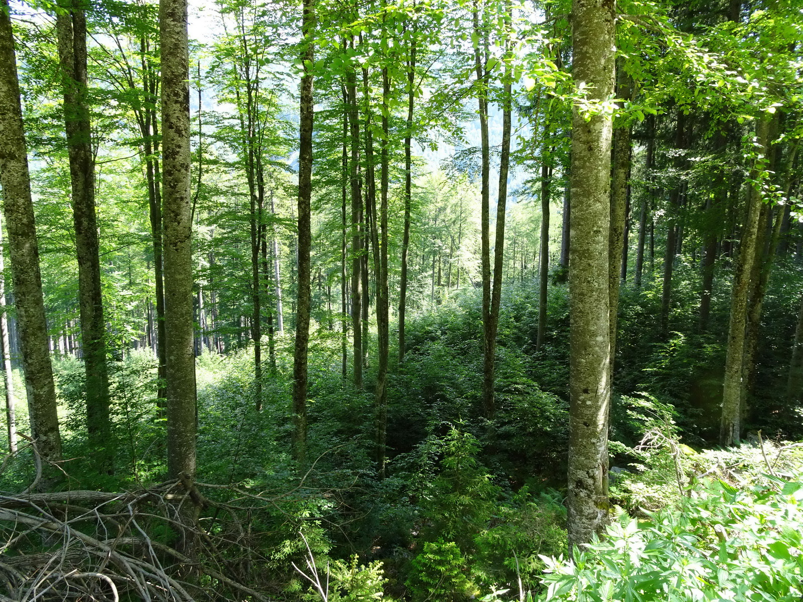 Home | Prosilva - naturnahe Waldwirtschaft